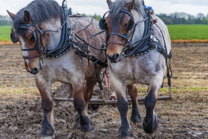 390 Chevaux De Labourage Photos libres de droits et gratuites de Dreamstime