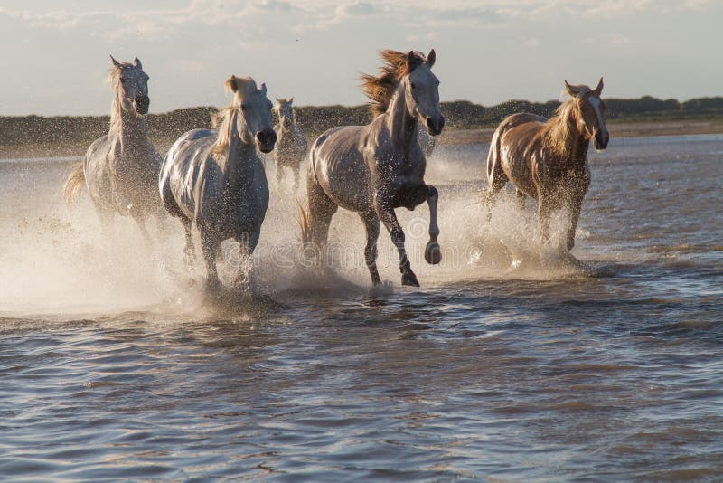 Chevaux dans l'eau image stock. Image du plage, horizontal - 65045795
