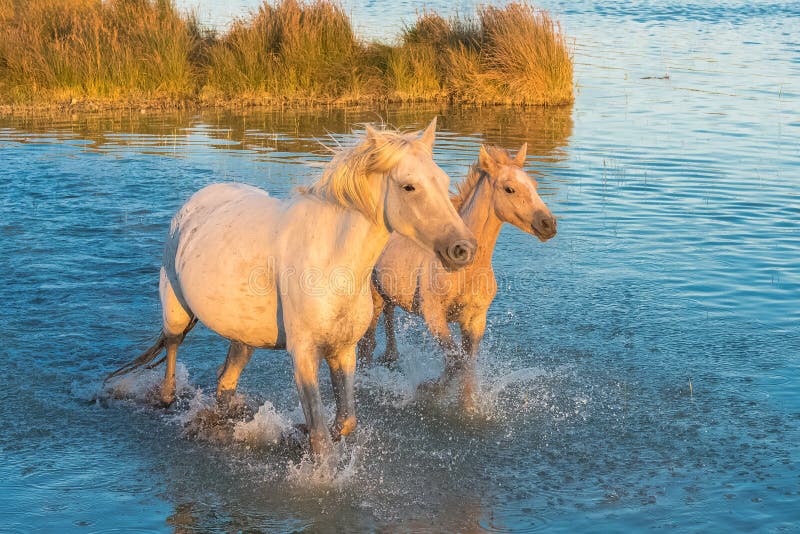 Cheval Dans L Eau Photos Stock - Téléchargez 12,895 Photos libres de droits