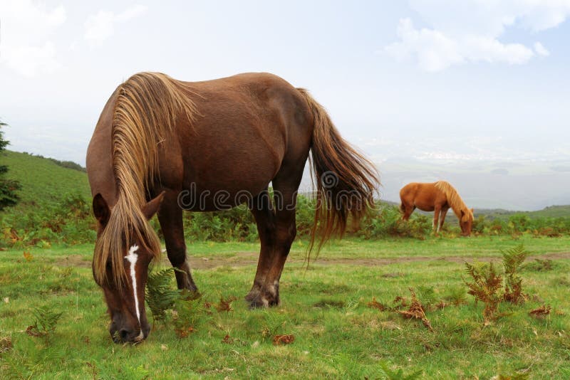 Pottok image stock. Image du cheval, prairie, beau, mammifère - 31293795