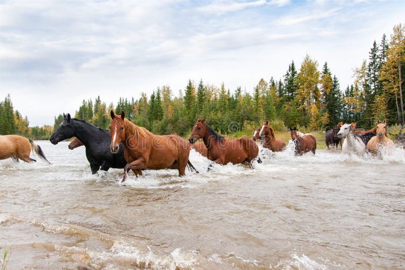 Chevaux Traversant Une Rivière Dans Alberta, Canada Image stock - Image ...