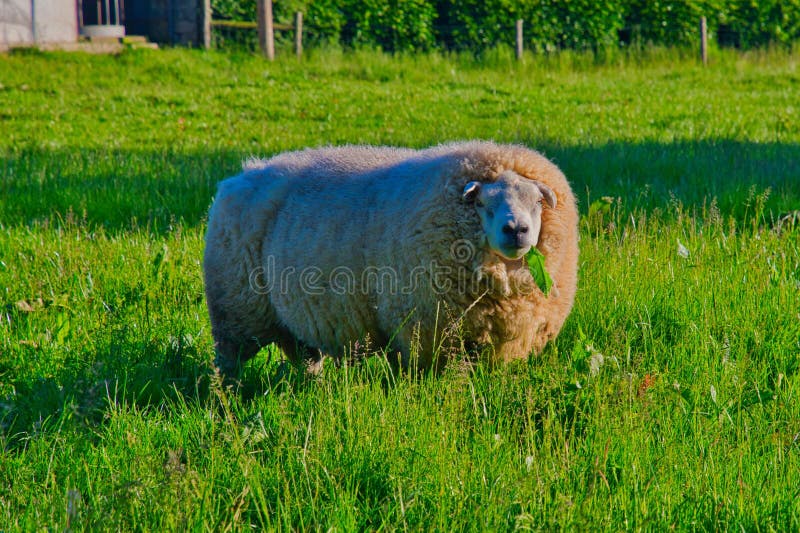 Cheviot Sheep a Large Breed with Fine Wool Stock Image - Image of ...