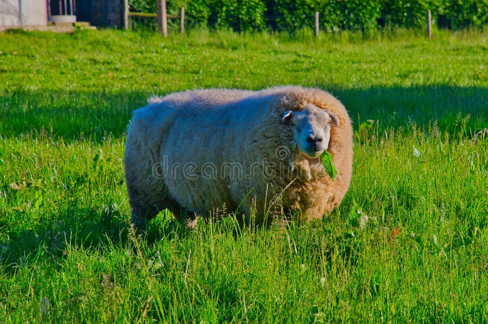 Cheviot Sheep a Large Breed with Fine Wool Stock Image - Image of ...