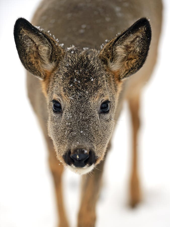 Chevreuil Mâle, Chèvre, Cerf Commun D'isolement Photo stock - Image du ...