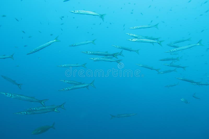 Chevron Barracuda Fish Swimming in the Blue Water Stock Image - Image ...