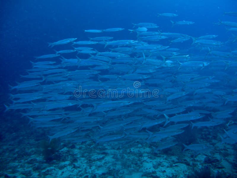 Chevron Barracuda - Sphyraena Qenie Stock Image - Image of underwater ...