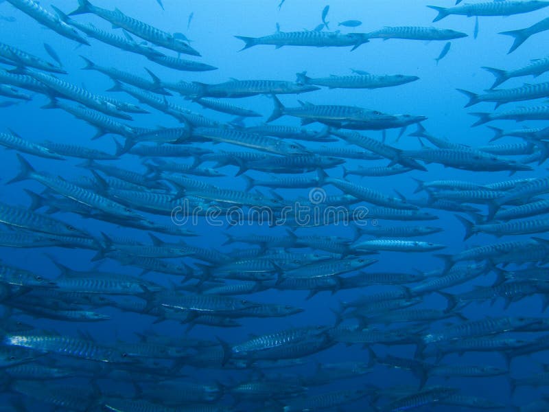 Chevron Barracuda - Sphyraena Qenie Stock Photo - Image of garden ...