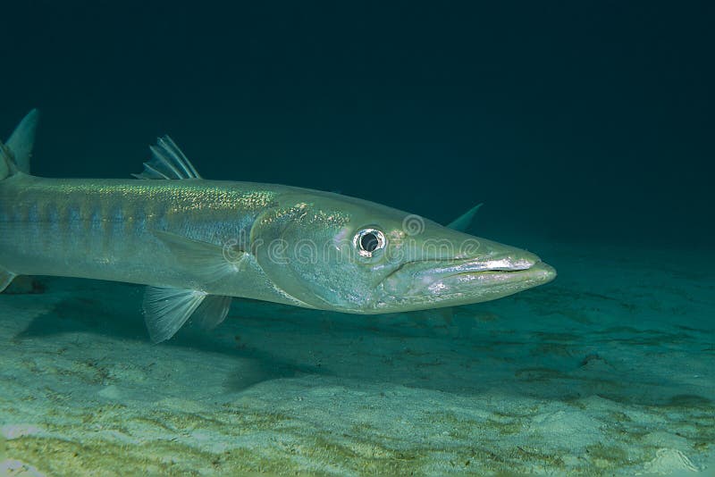 Chevron Barracuda stock image. Image of elliot, flipper - 75067157