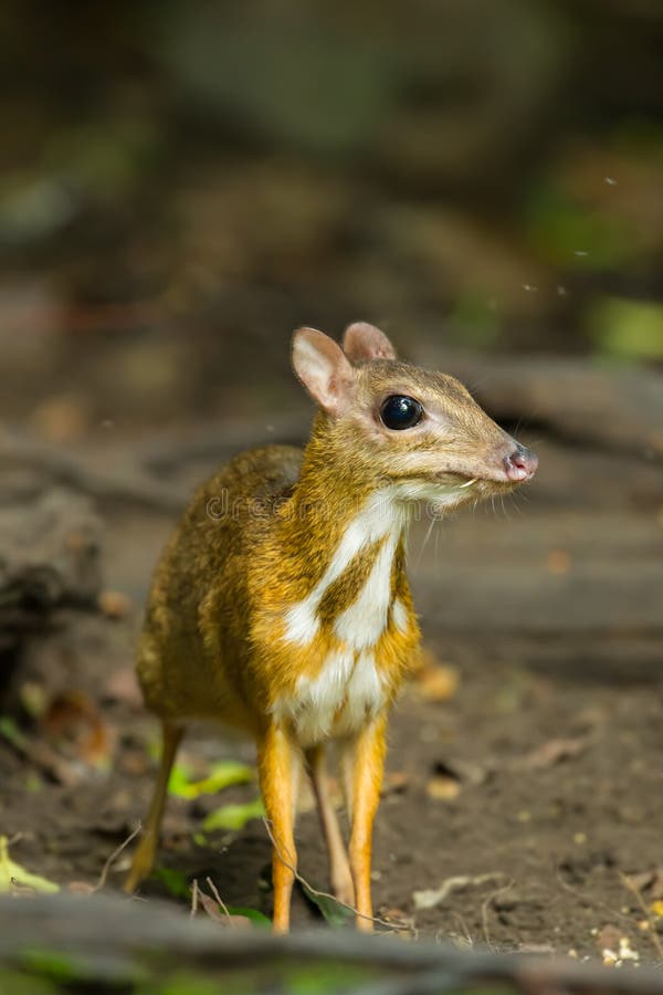 男性一点老鼠鹿 库存照片. 图片 包括有 热带, 查找, 尾标, 其它, 眼睛, 酒精, 鼻子, 较少, 敌意 - 38352918