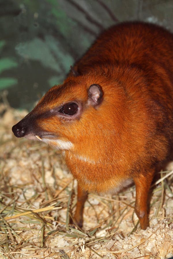Chevrotain stock photo. Image of furry, brown, herbivore - 23265944