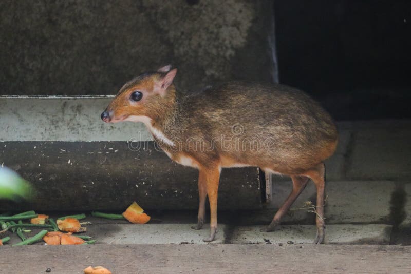 Chevrotain Tragulus or Lesser or Little a Mouse-deer or Kancil in Zoo ...