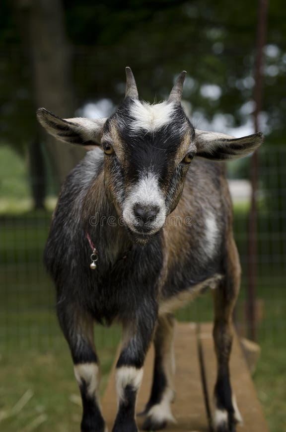 Chevy the Goat stock photo. Image of horns, beard, close - 25452184
