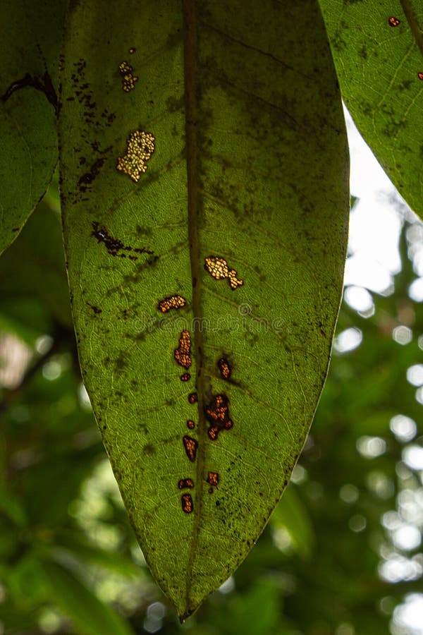 Chewed Leaves Garden Stock Photos - Free & Royalty-Free Stock Photos ...