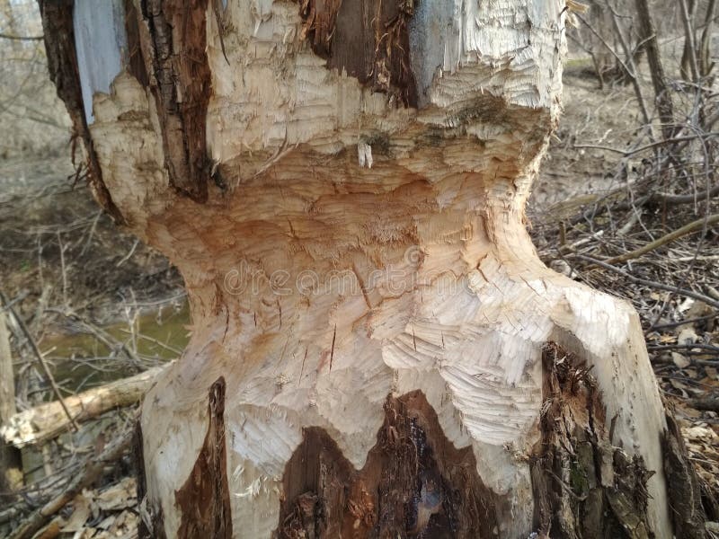Chewed Trunk of a Massive Tree by Beavers. Construction of ...