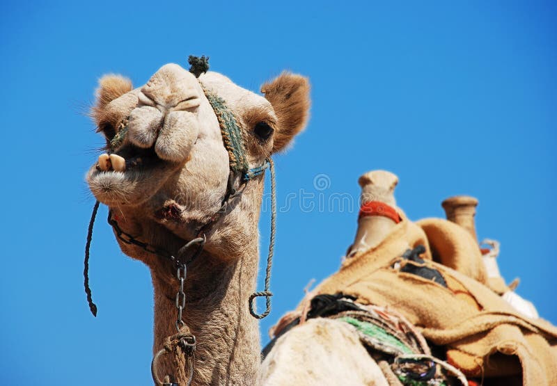 Chewing Camel Picture. Image: 8976566