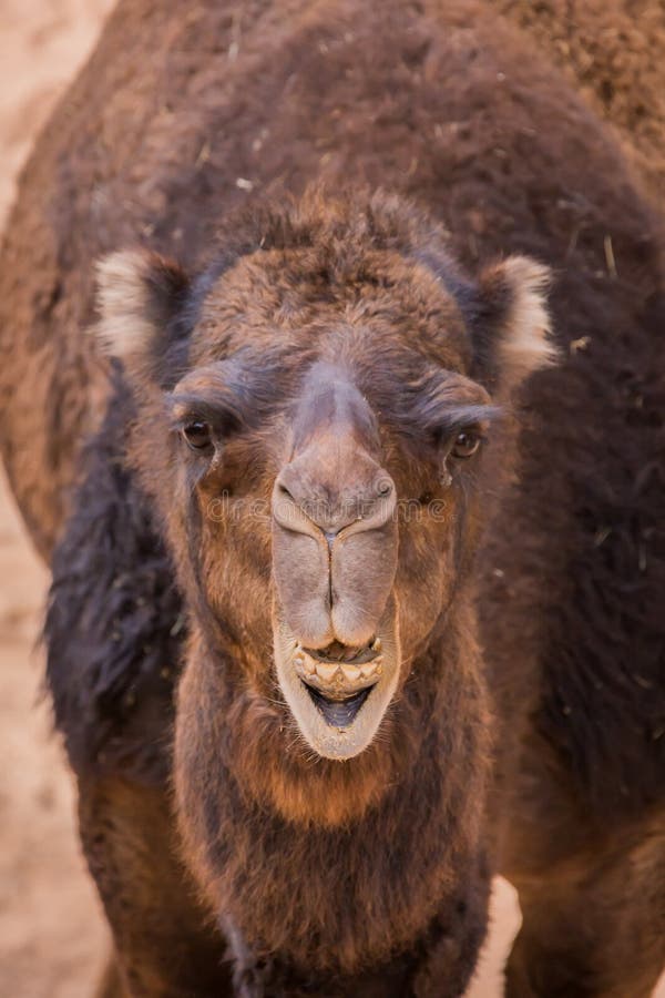 Chewing camel stock photo. Image of africa, open, land - 38619136