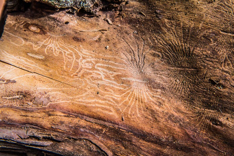 Chewing Channels of Bark Beetle Stock Image - Image of mark, damage ...