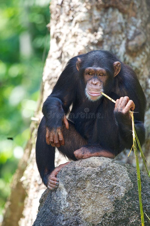 Chewing Chimp stock photo. Image of leaf, tree, primate - 33254286