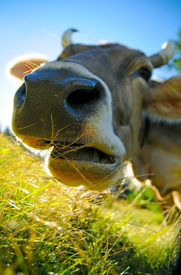 Chewing cow stock image. Image of scenics, animal, nose - 10330315