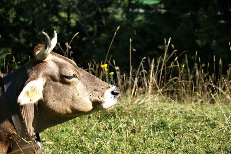 Chewing Cow stock photo. Image of mountains, flys, alps - 33222538