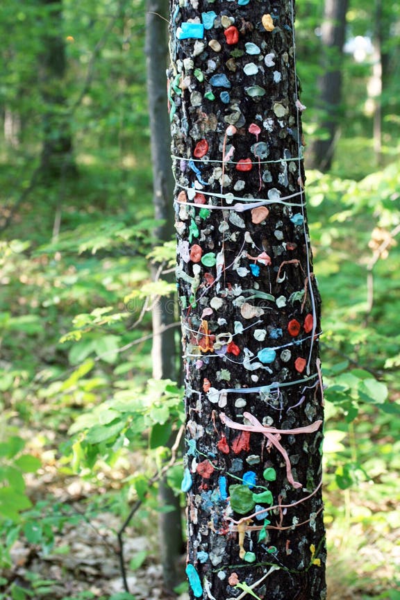 Chewing Gum on Tree stock image. Image of tree, childish - 13505999