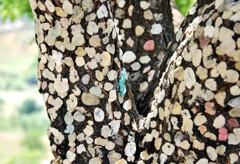 Chewing gum on the tree stock image. Image of chewing - 61635735