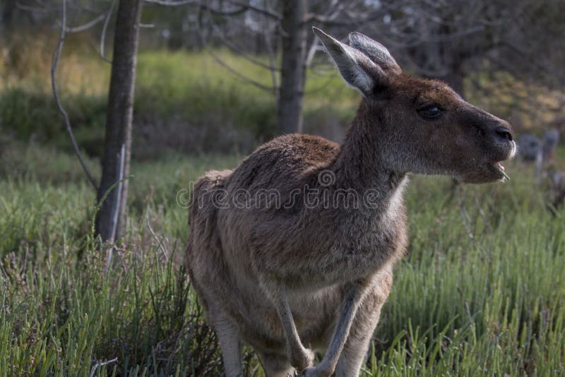Kangaroo chewing on stick stock photo. Image of critter - 42207736