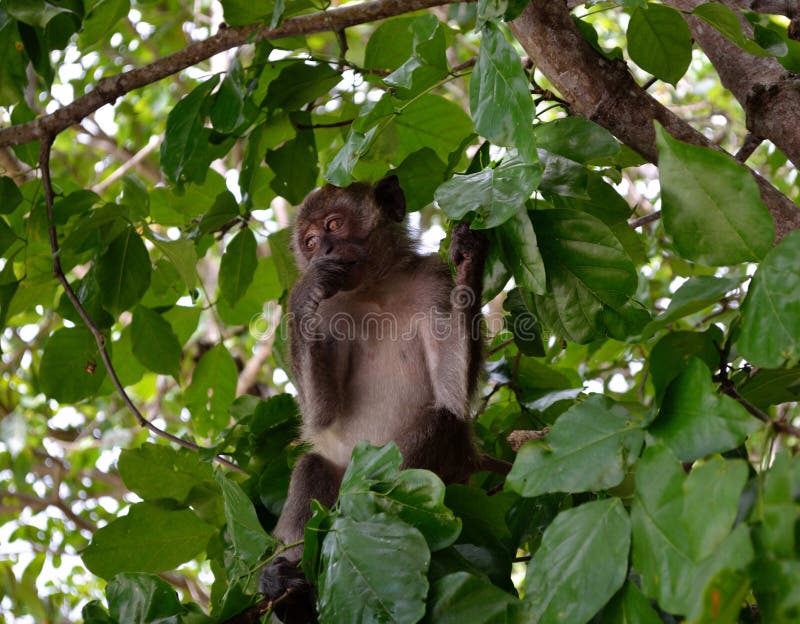 A Chewing Monkey Sitting in the Branches of a Tree Stock Photo - Image ...