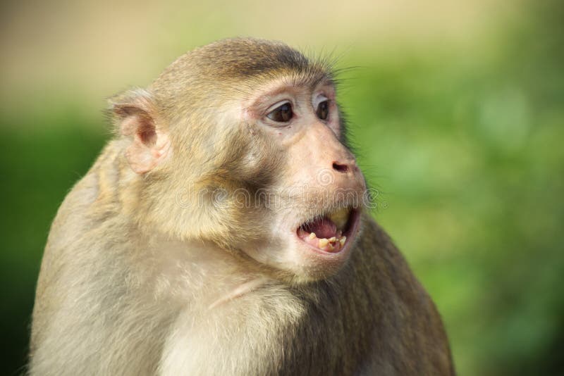 Chewing stock photo. Image of macaque, expressive, monkeys - 30789944