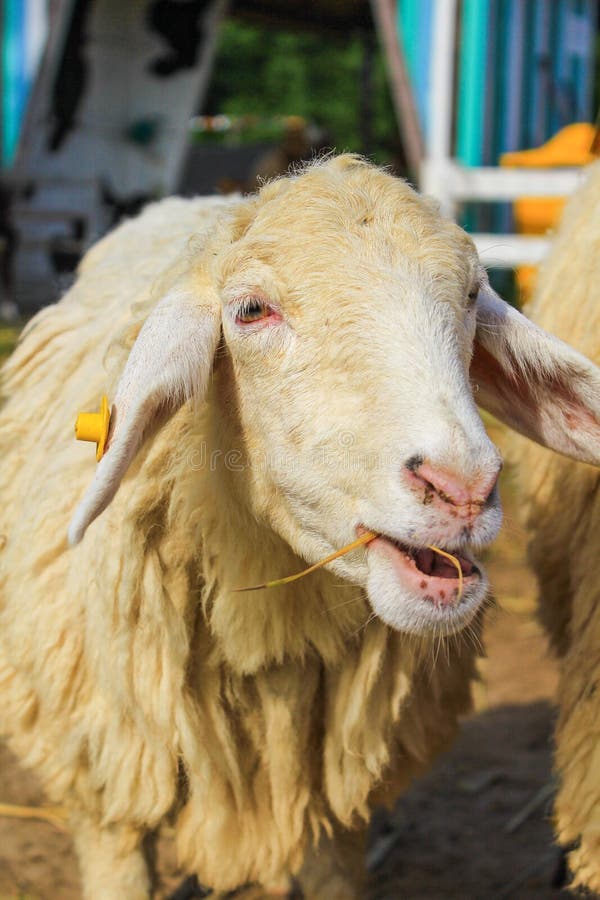 Chewing sheep stock photo. Image of eating, lamb, animal - 9093032