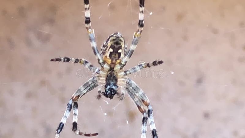 Chewing Striped Spider Zoom in Stock Footage - Video of animal ...