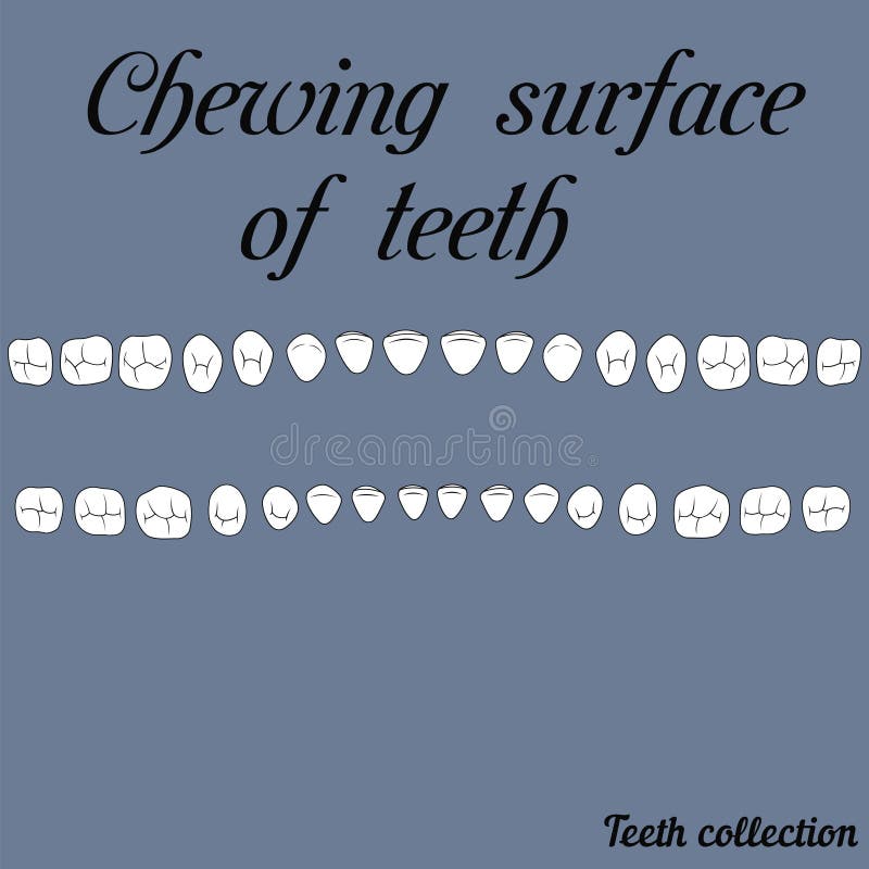 Chewing Surface Of Human Teeth Upper And Lower Jaw Stock Vector