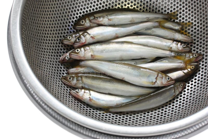 Chi ayu, young sweet fish stock photo. Image of japanese - 20152182