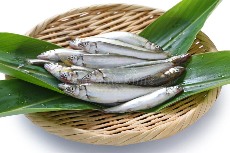 Chi ayu, young sweet fish stock photo. Image of sweetfish - 20152188