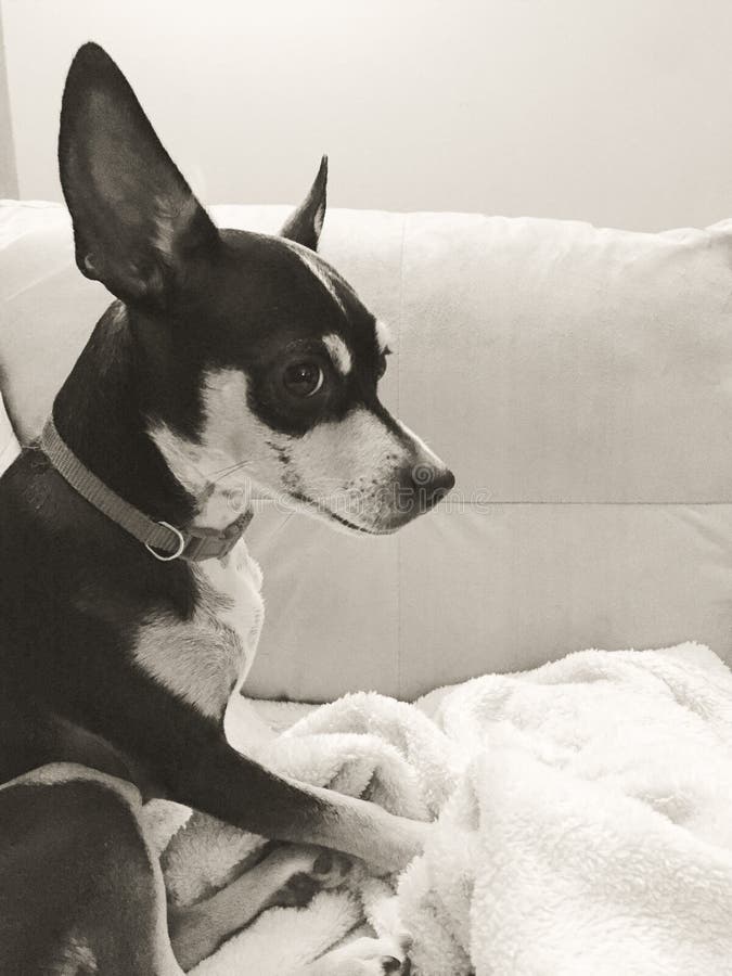 A Chi-Pin Resting on a Blanket. Stock Image - Image of puppy, chipin ...