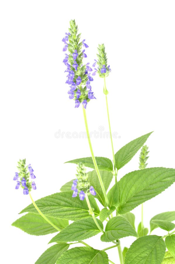Herb Flower and Leaf Border Stock Photo - Image of drug, homeopathic ...
