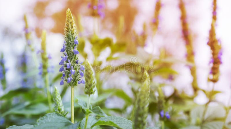 Chia Flower Spike photo stock. Image du jardin, vert - 84405956