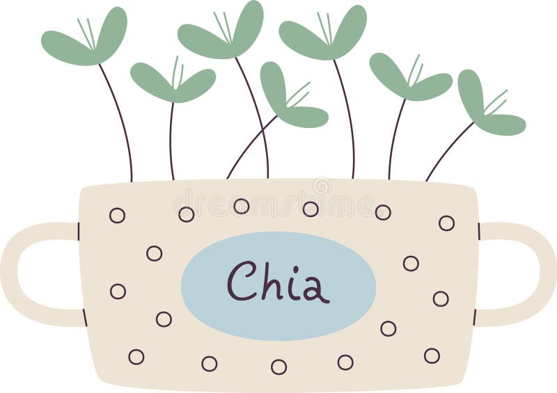 Chia Microgreen in Pot stock vector. Illustration of leaf - 307586816