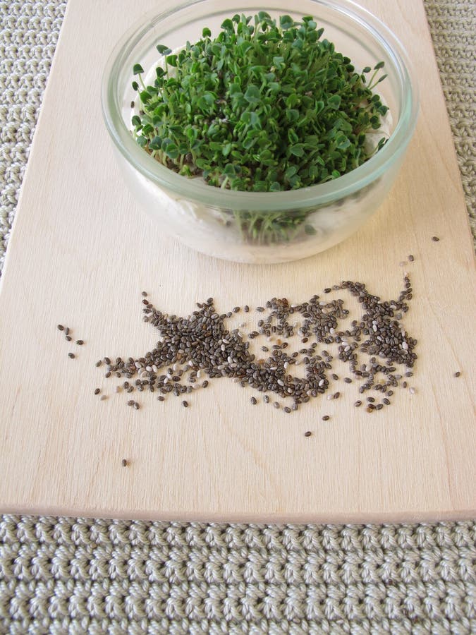 Chia seedlings stock photo. Image of sprouts, seedlings - 47499942