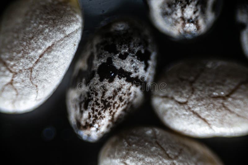 Chia Seeds Close Up Under the Light Microscope Stock Photo - Image of ...