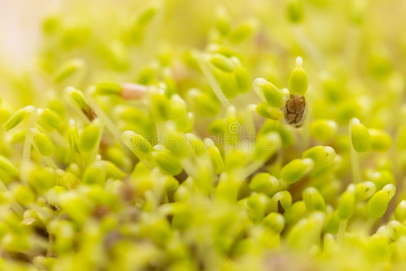 Chia Sprouts with Green Leave Stock Photo - Image of microgreen ...
