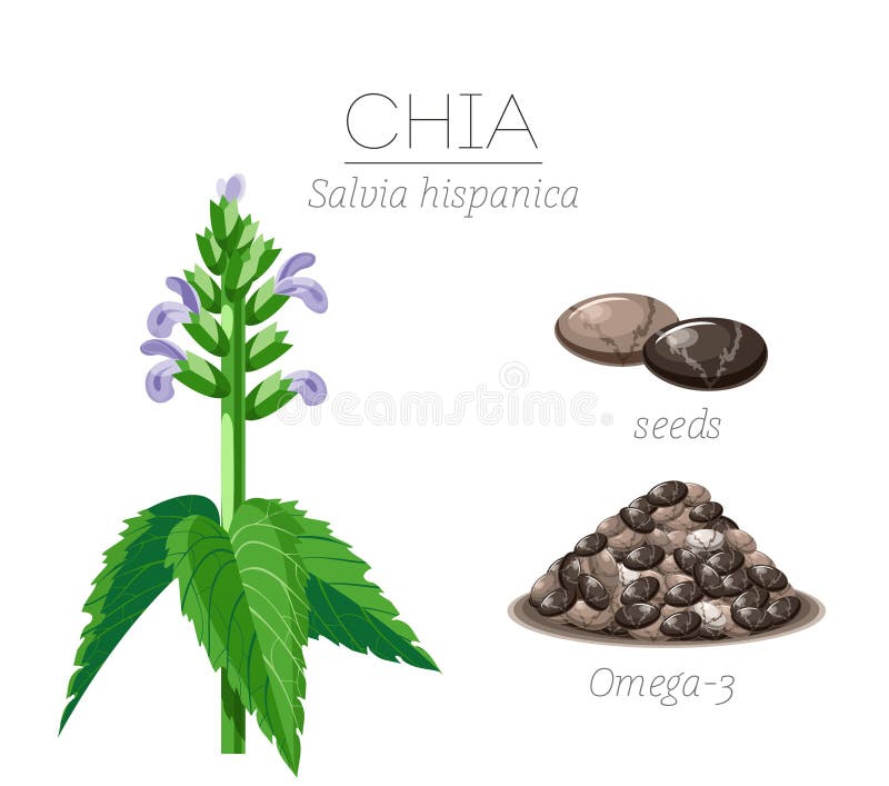Chia Plant Stock Illustrations – 4,482 Chia Plant Stock Illustrations ...