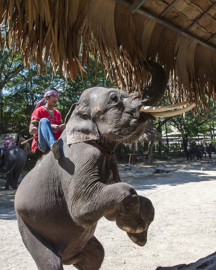 Chiang Mai Elephant Training Camp Editorial Photography - Image of ...
