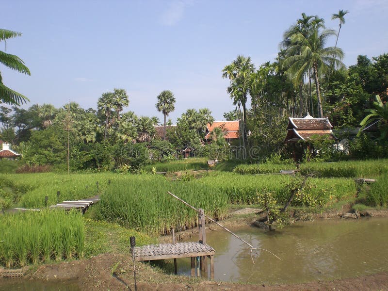 Chiang Mai rice mandarin stock photo. Image of dhevi, traditional - 3316236