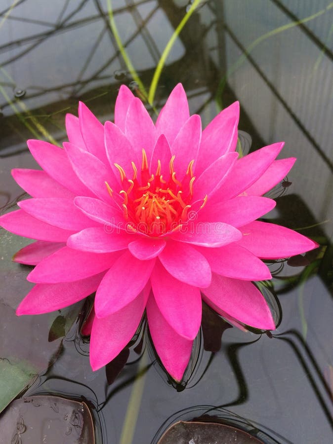 Lotus beauty stock photo. Image of lotus, chiang, beauty - 113899032