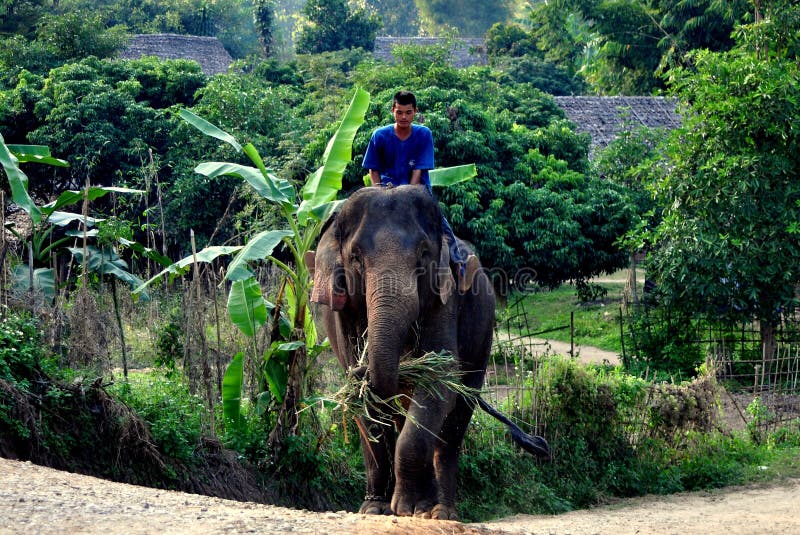 Chiang Mai, Thailand: Mahout Riding Elephant Editorial Image - Image of ...