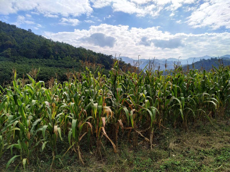 Chiang Rai , Thailand - November 10 : Corn Fields Nearly Road Stock ...