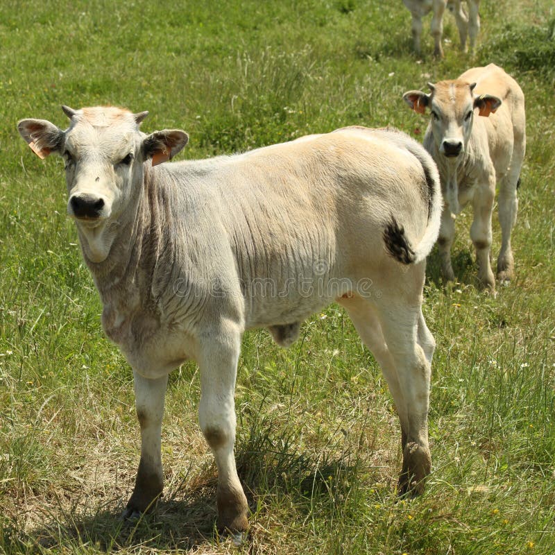 Chianina calves stock photo. Image of graze, countryside - 15134238