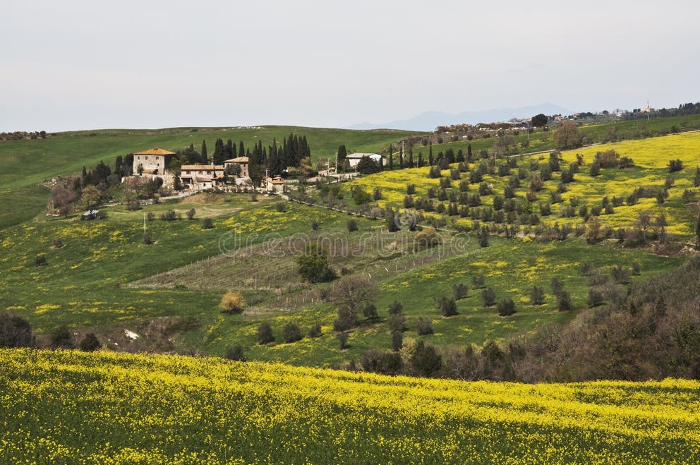 Chianti stock image. Image of vegetation, chianti, tree - 28330323