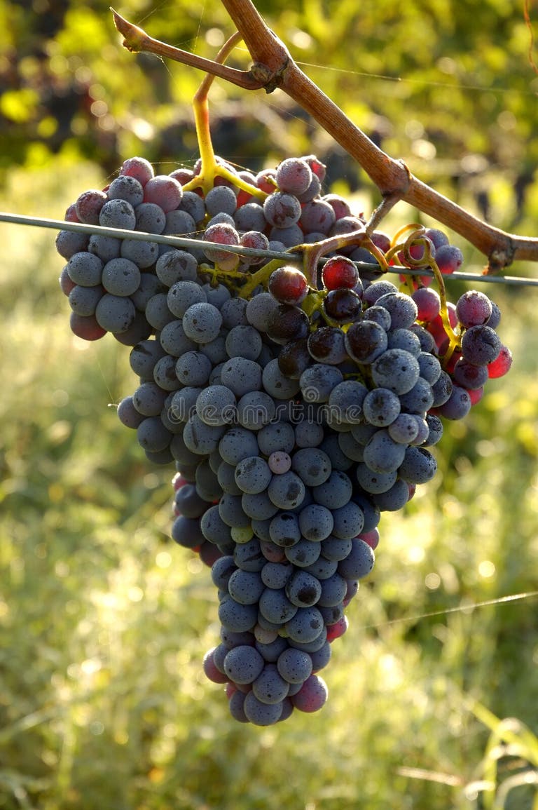 4,570 Grapes Chianti Stock Photos - Free & Royalty-Free Stock Photos ...